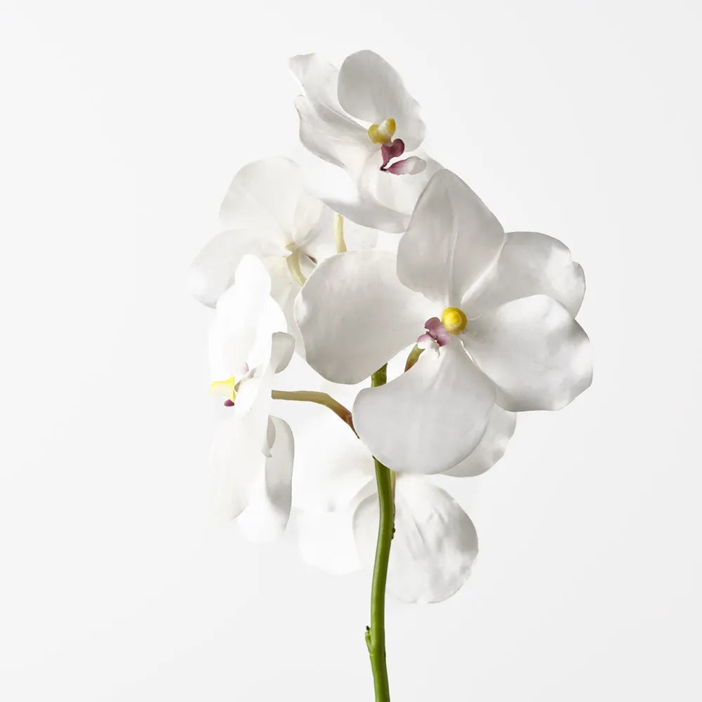 Orchid Vanda - White – Tulua Home & Style